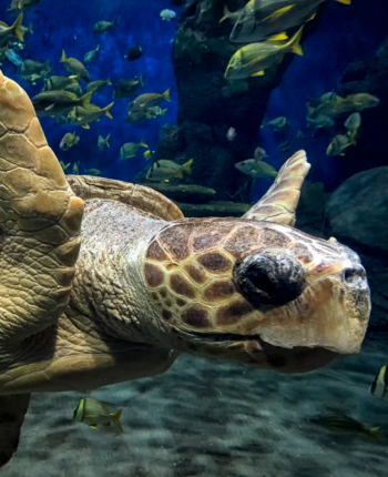 Theme Park, Zoo & Aquarium in Florida - SeaWorld Orlando