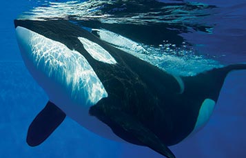 Ultimate VIP Tours - Exclusive Ride & Animal Access | SeaWorld Orlando