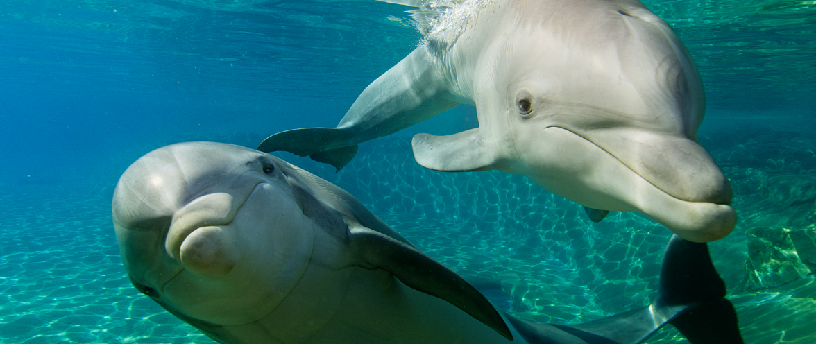 Inside Look | SeaWorld San Antonio