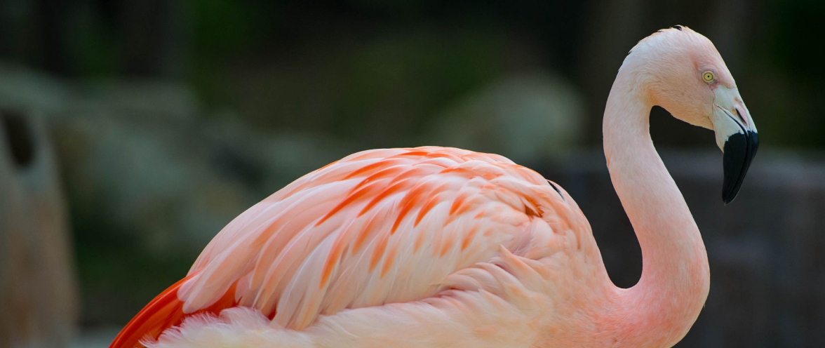 Inside Look | SeaWorld San Antonio