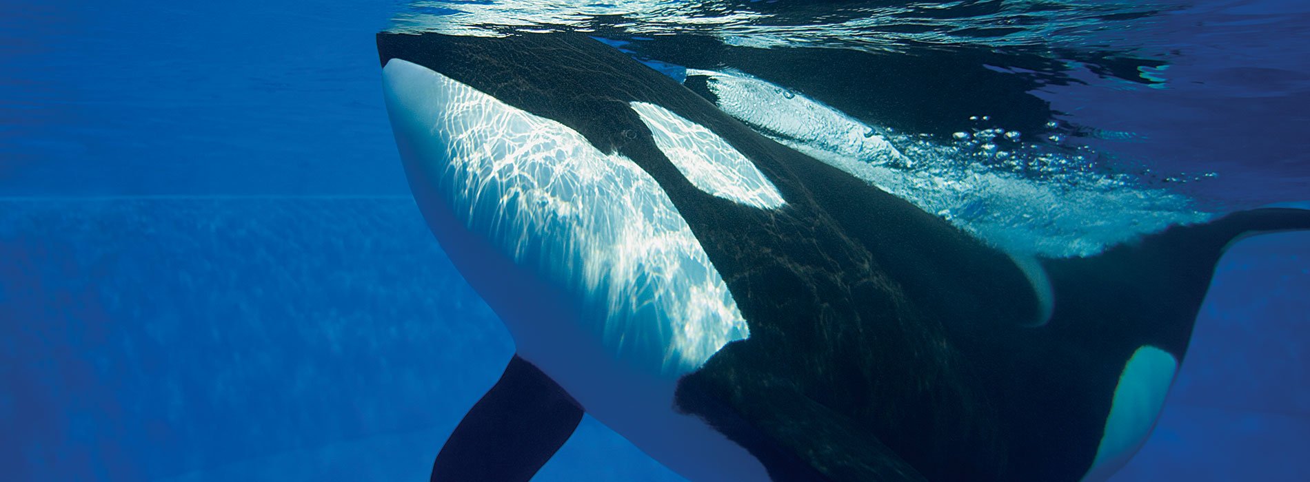 Orca Encounter Killer Whale Presentation Seaworld San Antonio