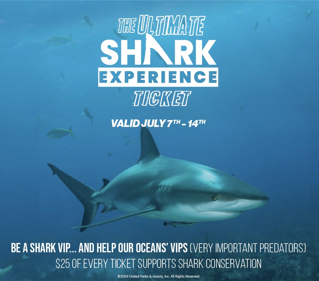 Ultimate Shark Experience | Special Offers | SeaWorld San Diego Ultimate Shark Experience | Special Offers | SeaWorld San Diego