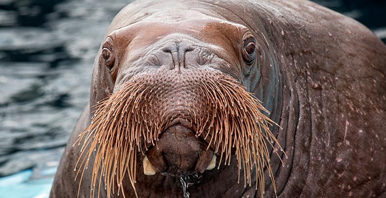 Walruses | Animal Viewing | SeaWorld San Diego