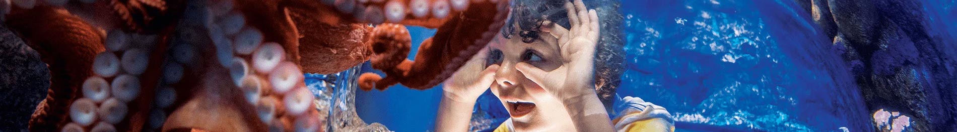 San Diego Aquarium Exhibits - SeaWorld Animal Exhibits | SeaWorld San Diego