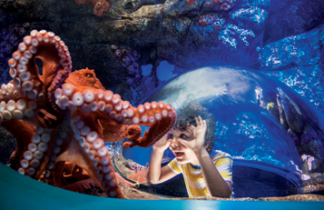 San Diego Aquarium Exhibits - SeaWorld Animal Exhibits | SeaWorld San Diego