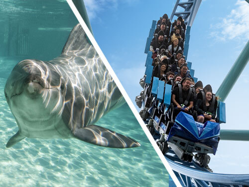 Rides & Presentations